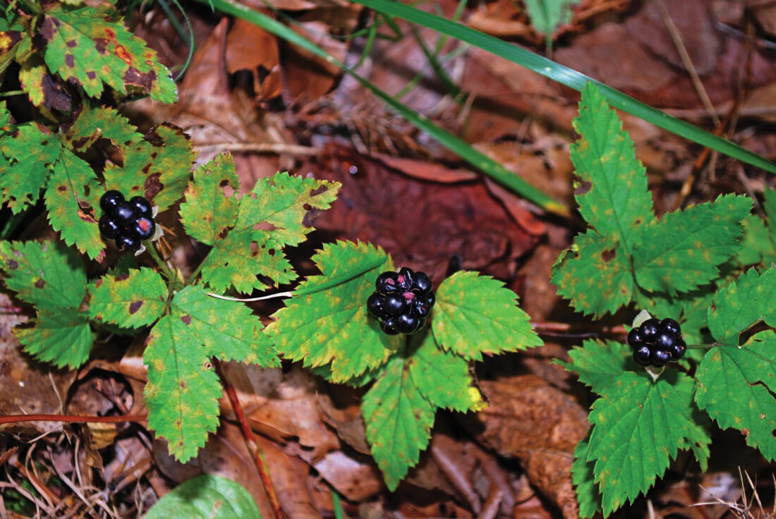 All About Rubus Berries - Grit